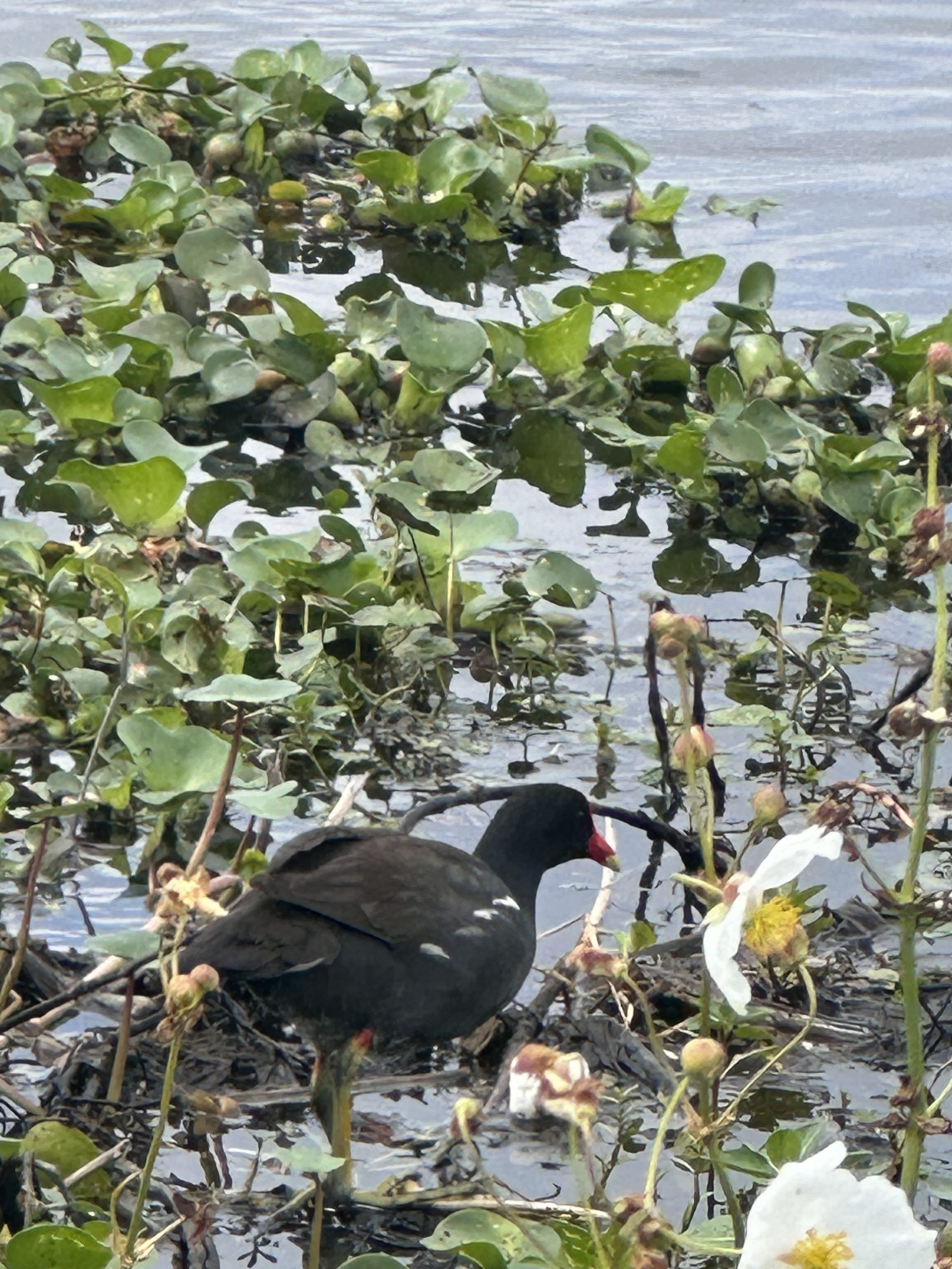 What Makes Louisiana Swamps Unique? Discover Nature’s Mysterious Wonder ...