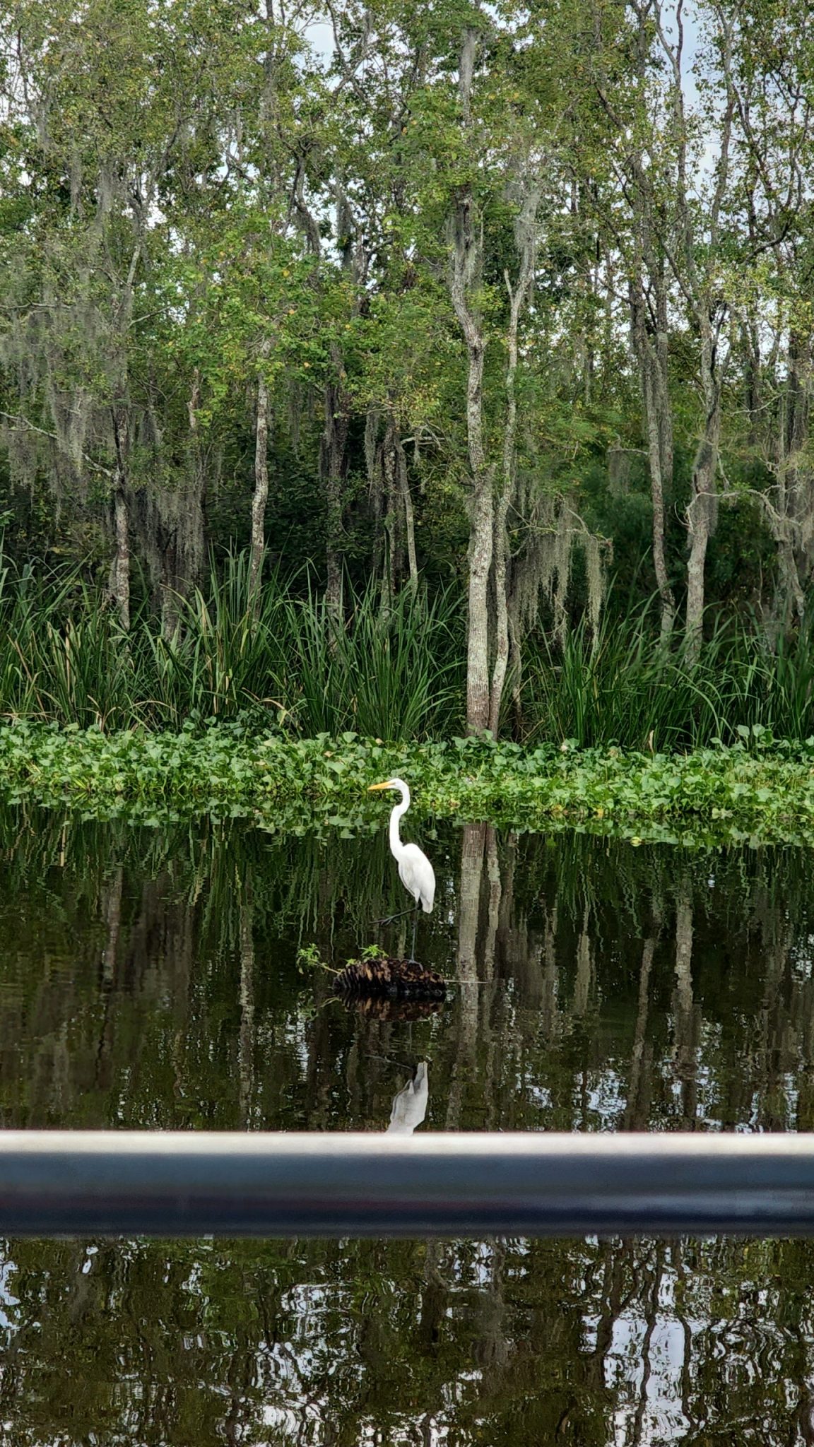 Can You Do a Swamp Tour in the Rain? A Guide to Weather and Swamp Tours ...