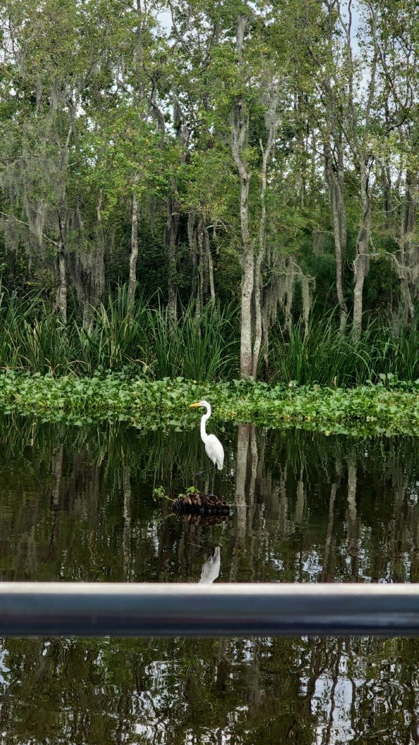 Can You Do a Swamp Tour in the Rain? A Guide to Weather and Swamp Tours ...