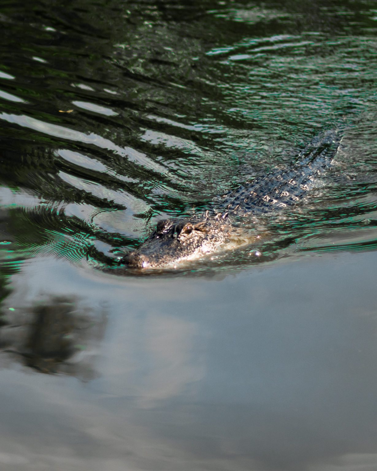 Things to do in New Orleans: Which Swamp Tour Is Right for You? - Bayou ...