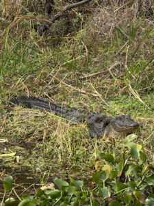 Why a New Orleans Swamp Tour Is the Perfect Spring Adventure - Bayou ...